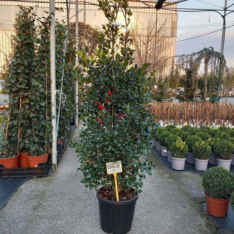 Ilex meserveae Heckenfee 130 cm