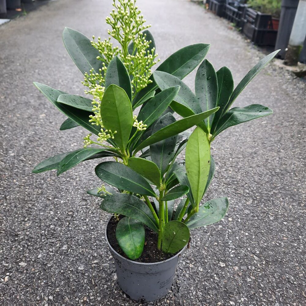 Skimmia japonica Finchy 30 cm