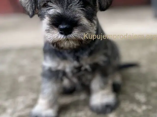 Patuljasti Šnaucer Miniature Schnauzer