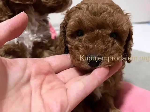 Mini poodle