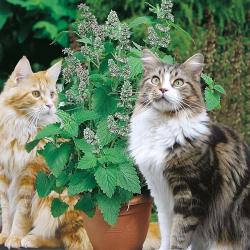 MACINA TRAVA (NEPETA SATIVA) -50 SEMANA