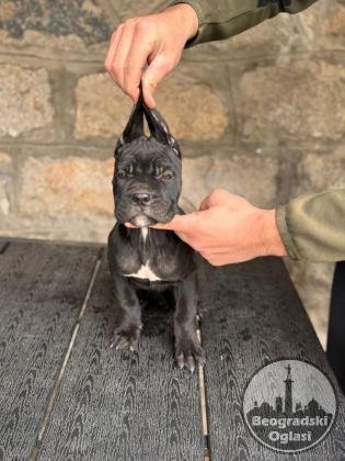 Cane Corso štenci