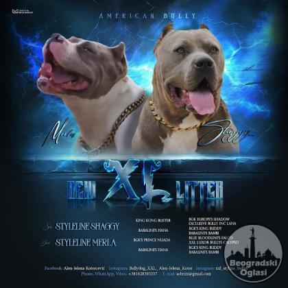 American bully xl