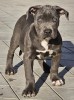 American bully xl