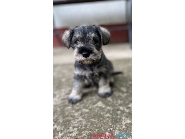 Patuljasti Šnaucer Miniature Schnauzer