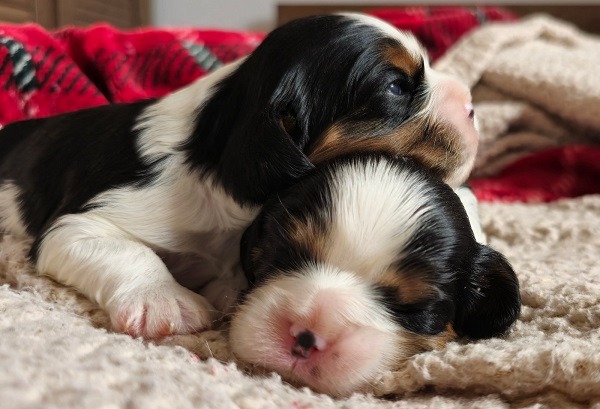 Cavalier king Charles spaniel štenci