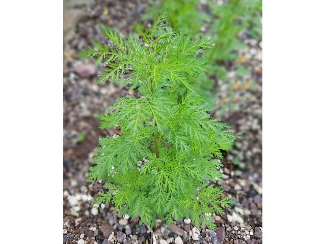 Slatki pelin (Artemisia annua) 0,5 g (oko 6-7000 semenk