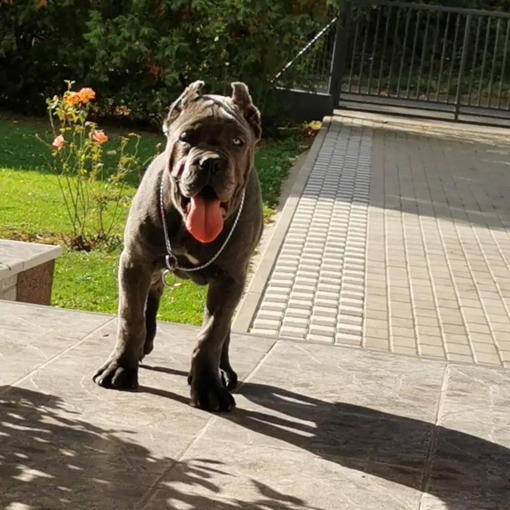 Cane Corso Kane Korso TOP KVALITET