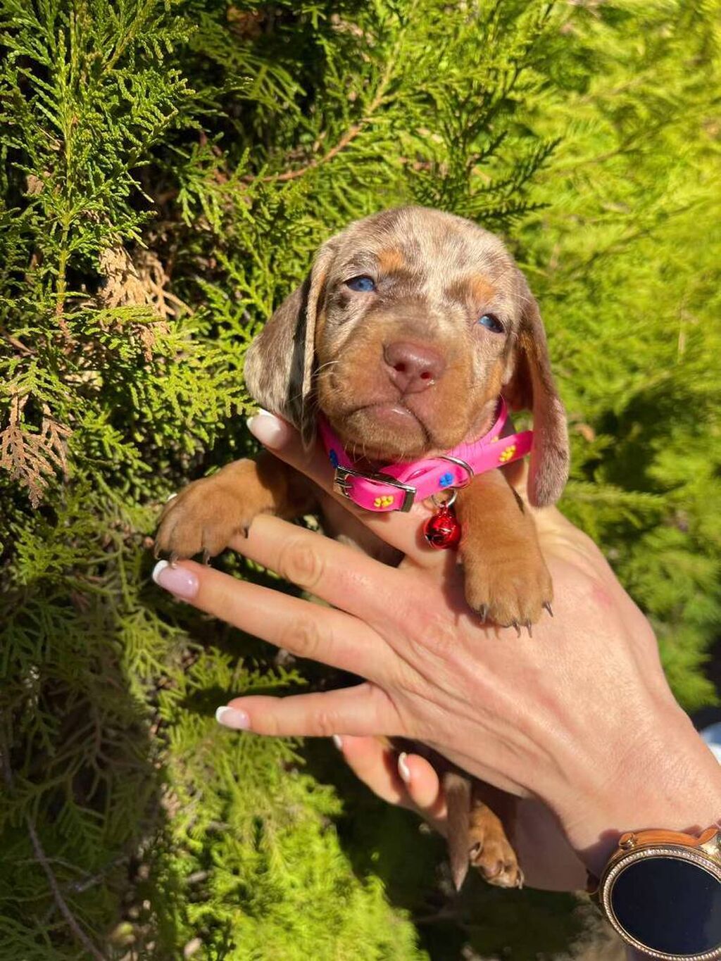 Odgajivacnica pasa "Happy Puppies" ima u ponudi patuljaste jazavicare