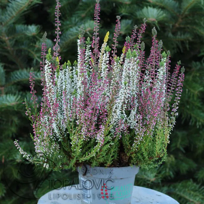 Calluna Beauty Ladies