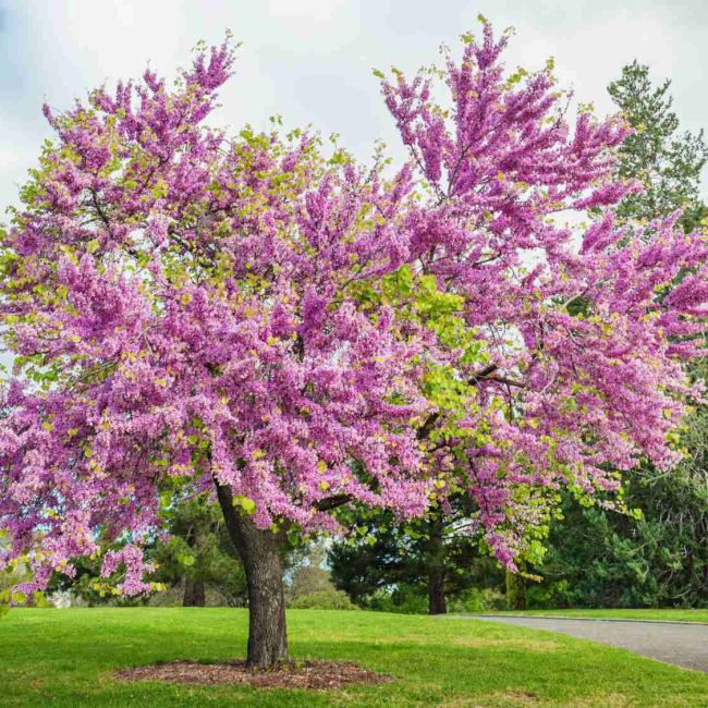 Cercis canadensis Heart of Gold