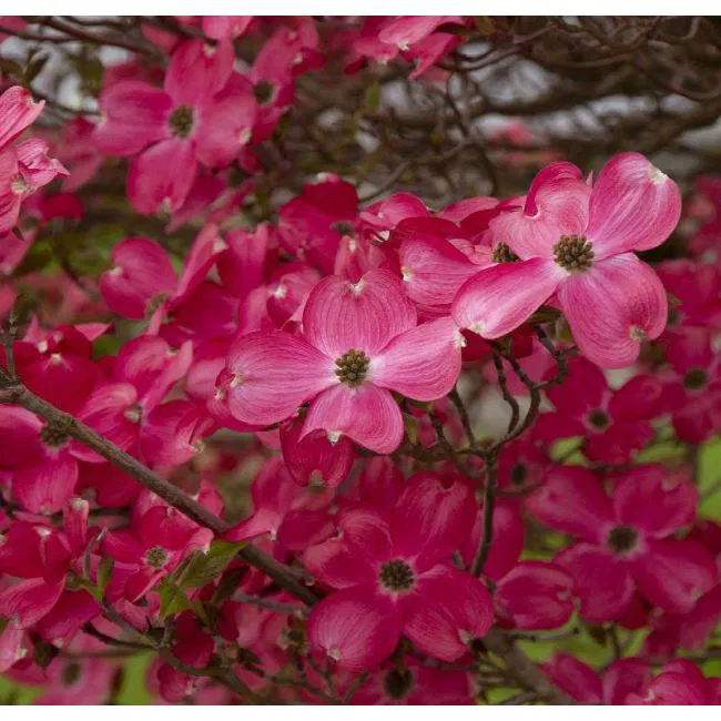 Cornus florida Cherokee Chief