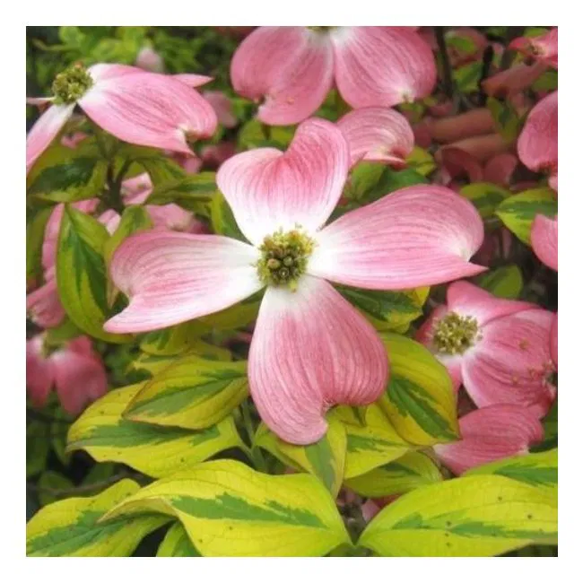 Cornus florida Red Sunset