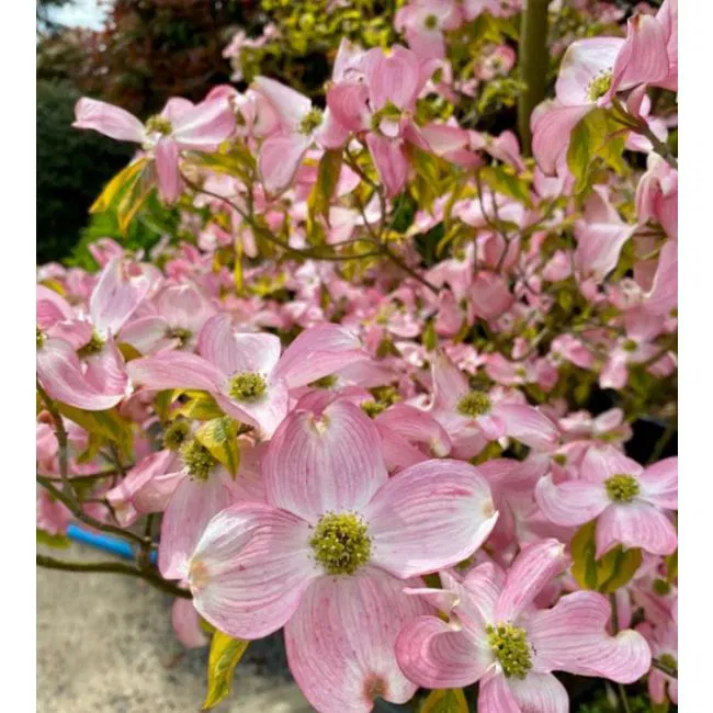 Cornus florida Rubra