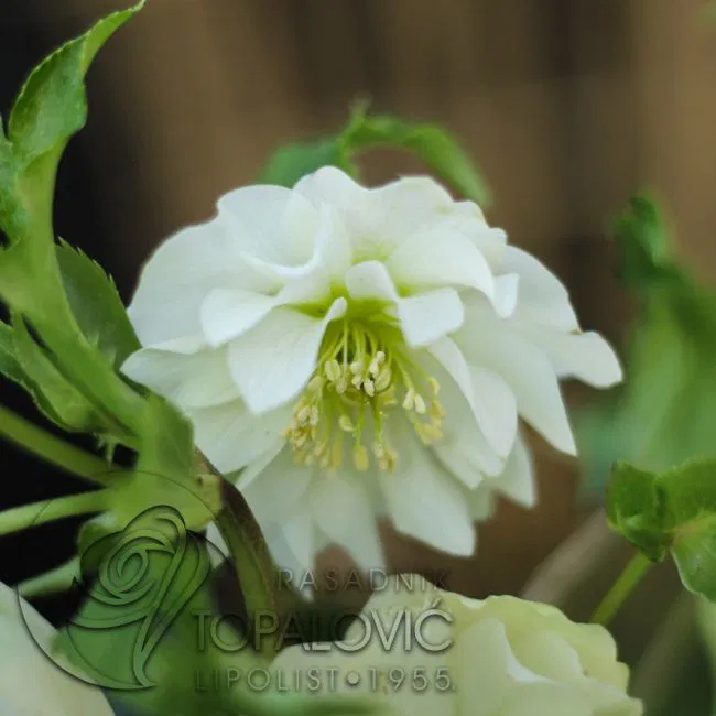 Helleborus orientalis