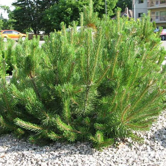 Pinus mugo Mughus