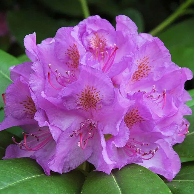 Rhododendron Grandiflorum