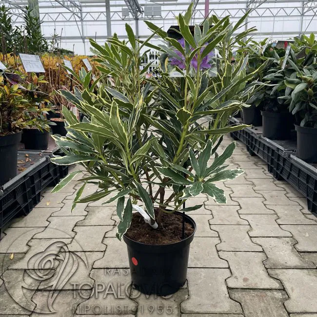 Rhododendron ponticum Variegatum