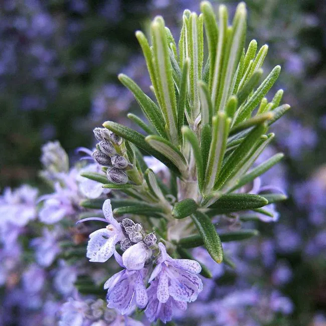 Rosmarinus officinalis