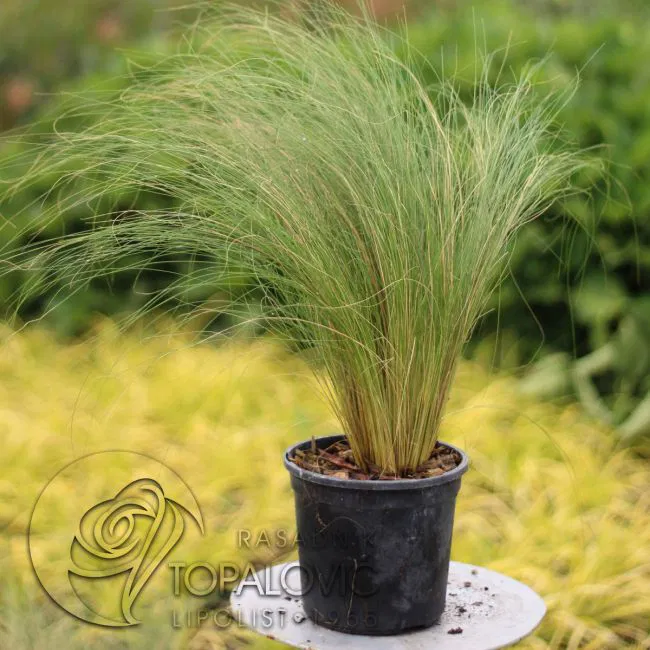 Stipa tenuissima Pony Tails