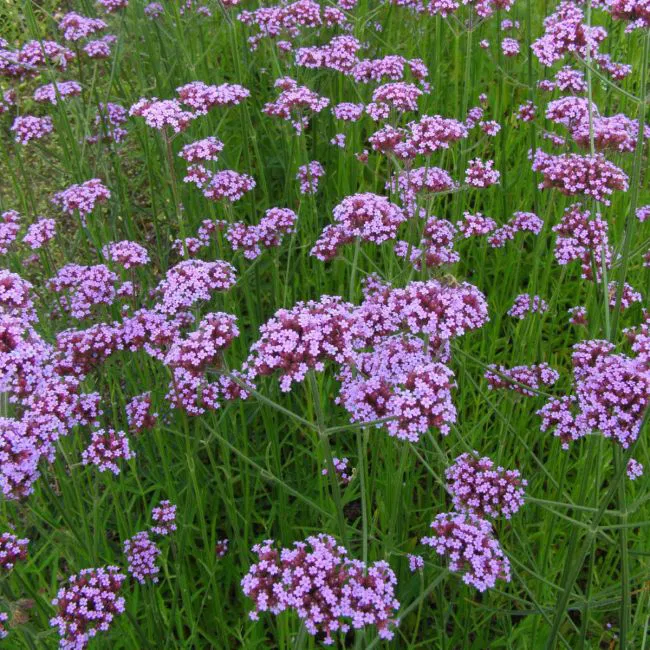 Verbena bonariensis