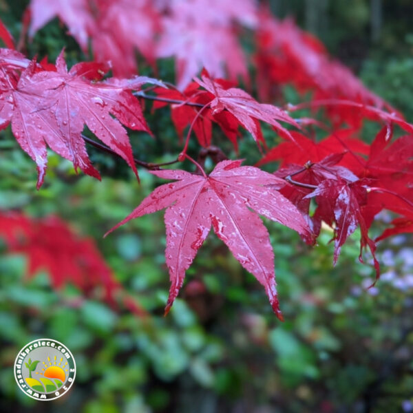 Japanski Javor sadnica u Saksiji
