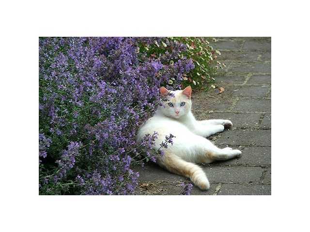 MACINA TRAVA (NEPETA SATIVA) -50 SEMENA