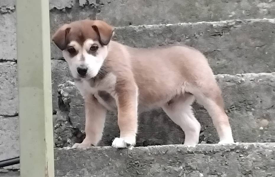 Labski, sin Haskija i Labradora