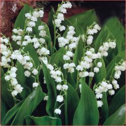 ĐURĐEVAK-Convallaria majalis-30 rizoma