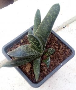 Gasteria pillansil-