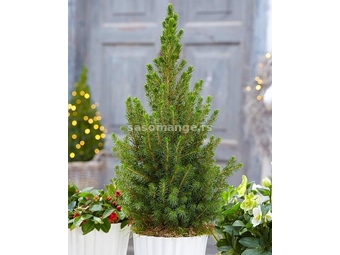 Patuljasta smrča - Picea glauca 'Perfecta'