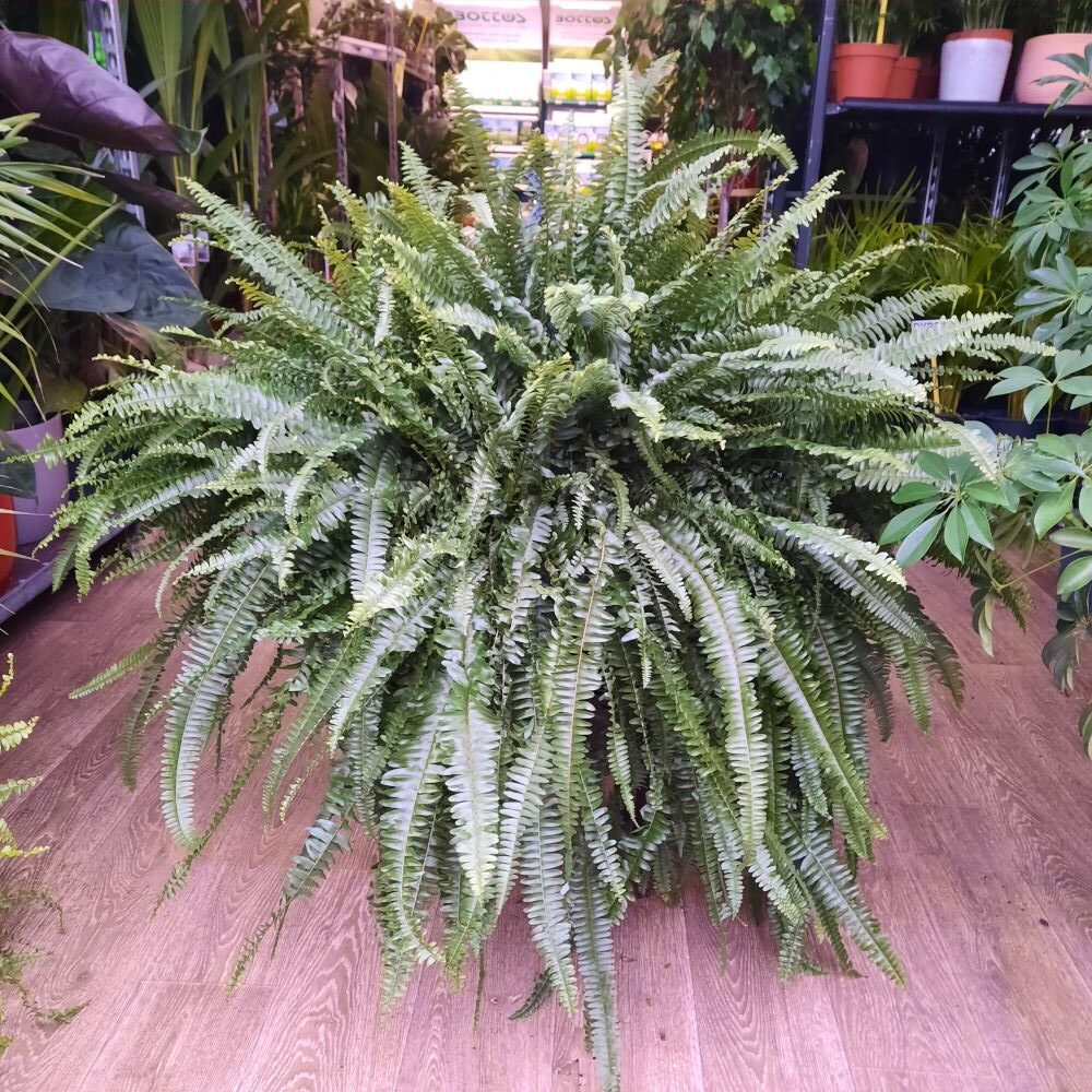 Nephrolepis Exaltata Grenn Lady 90 cm