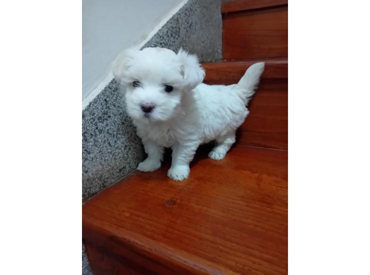 Mini maltezer