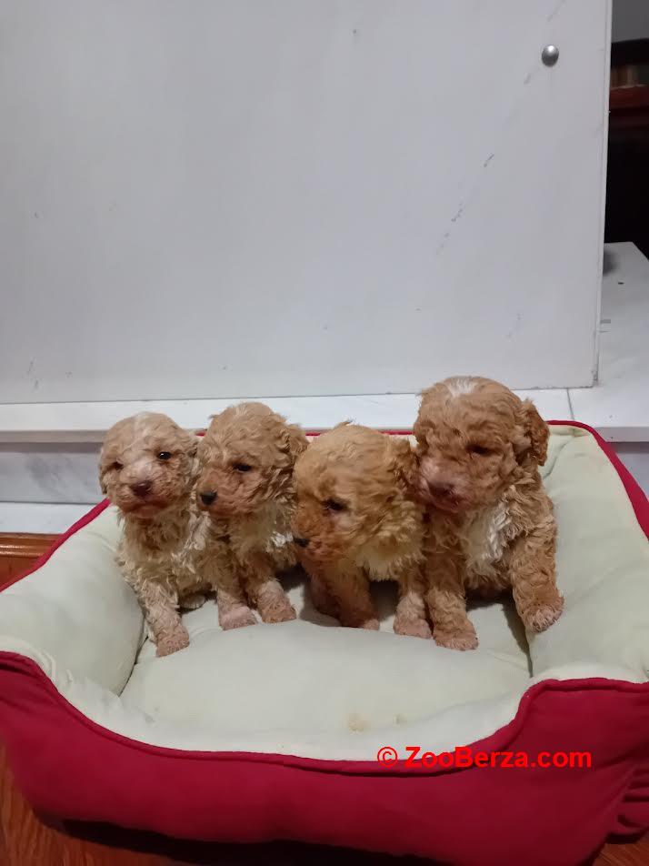 Maltipoo stenci