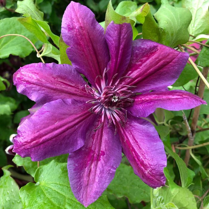 Clematis My Beauty - Klematis