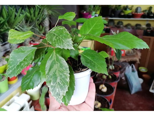 Hibiskus rosa sinensis variegata (Japanska ruža)