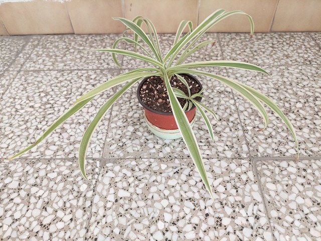 Chlorophytum comosum - zeleni ljiljan - pauk biljka