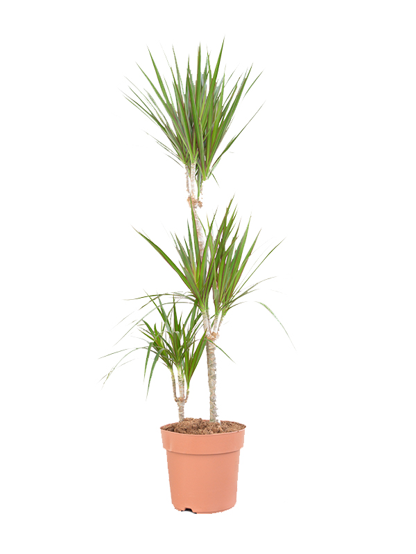 Dracena bicolor