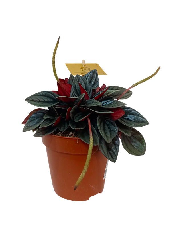 Peperomia ‘Cape Roso’