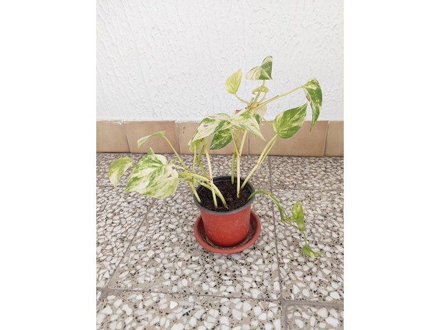 8 lozica epipremnuma Marble Queen u saksiji