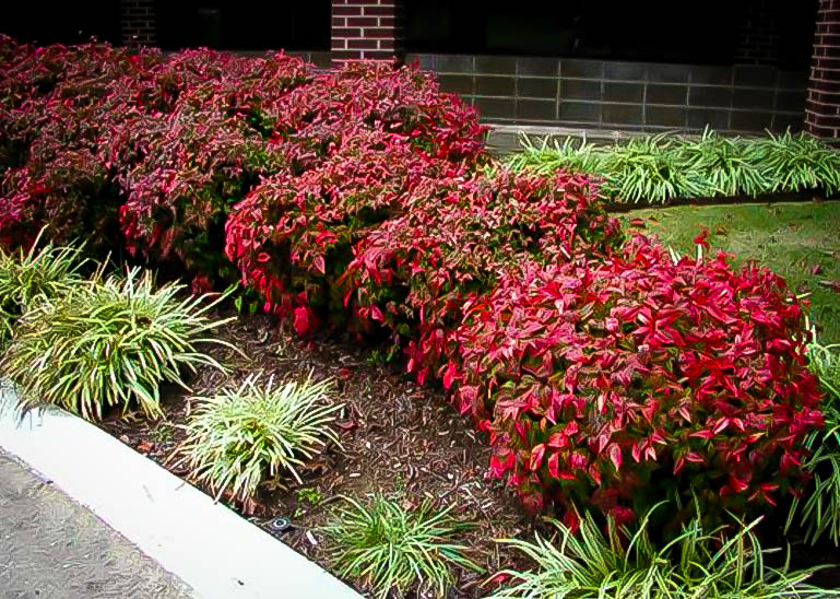 Nandina domentosa-nana