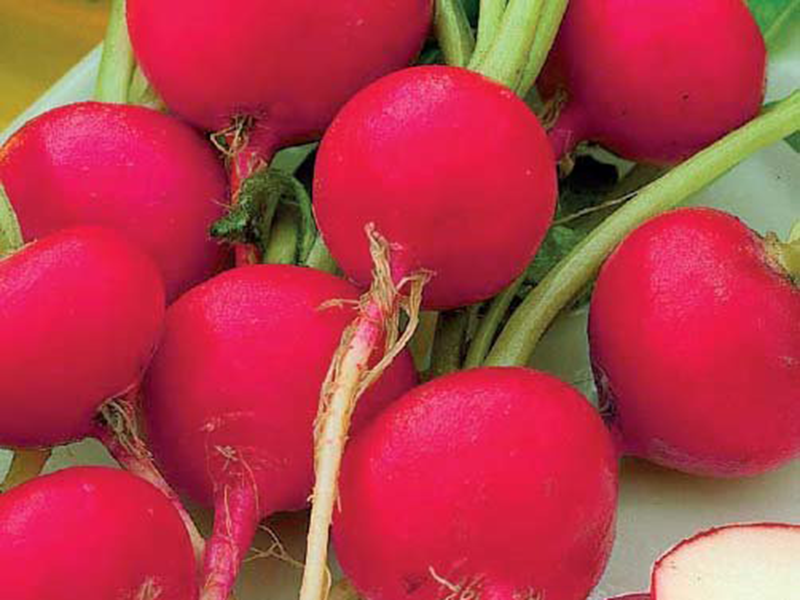 Rotkvica Cherry Bell 100g hoya