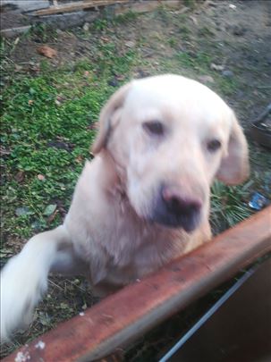 Labrador retriver, mlad pas