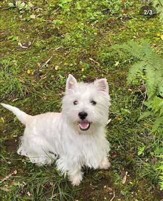 Trogodišnji Westie traži drugaricu za parenje