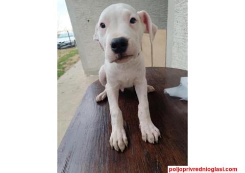 Dogo argentino štenci