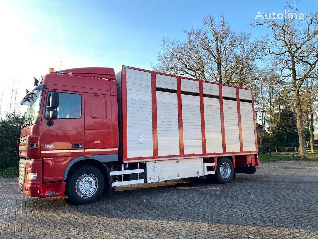 DAF XF 105 Livestock veewagen 1 stock kamion za prevoz stoke