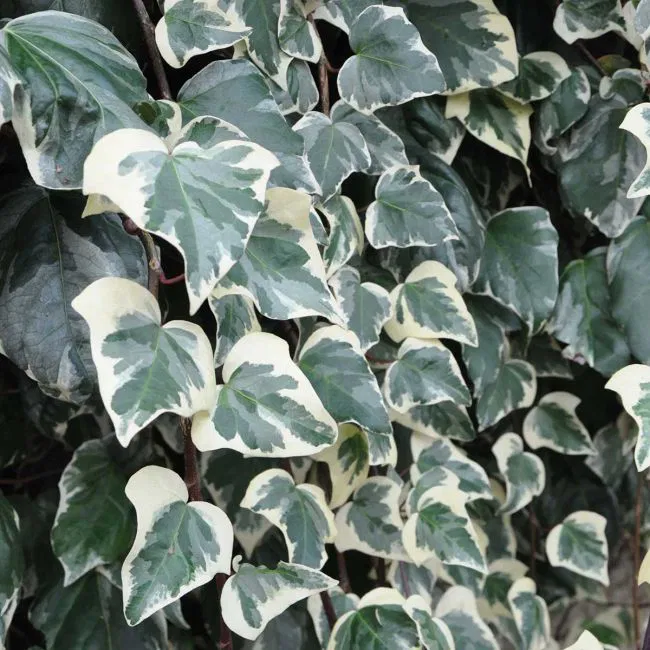 Hedera algeriensis Gloire de Marengo