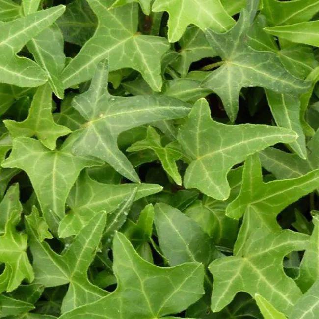 Hedera helix Sagittifolia