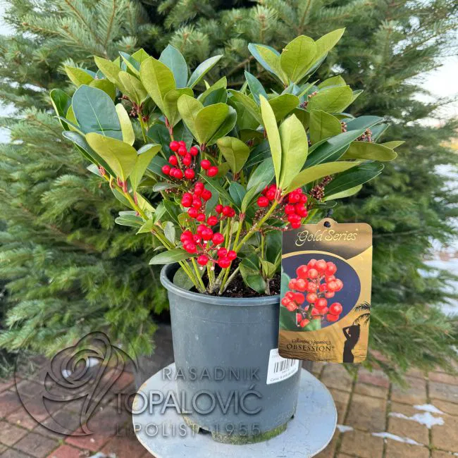 Skimmia japonica Obsession