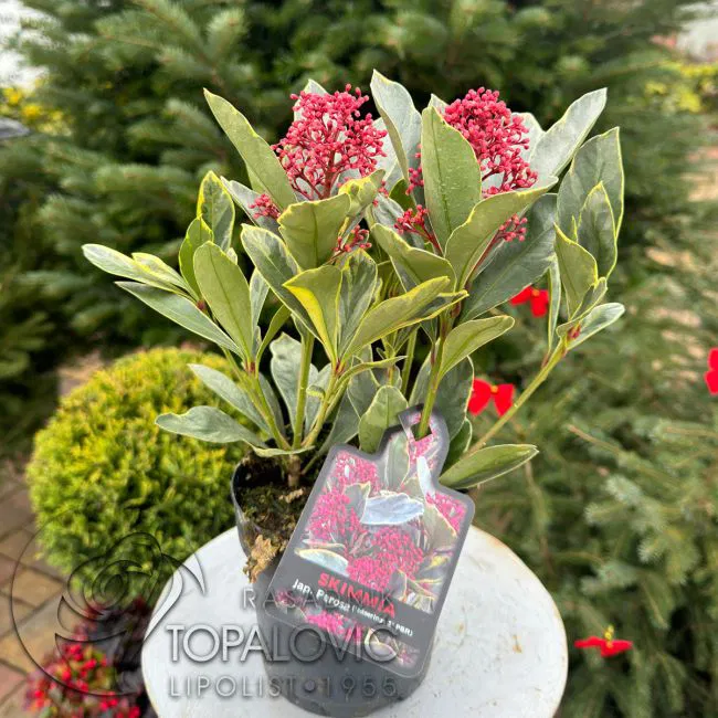 Skimmia japonica Perosa